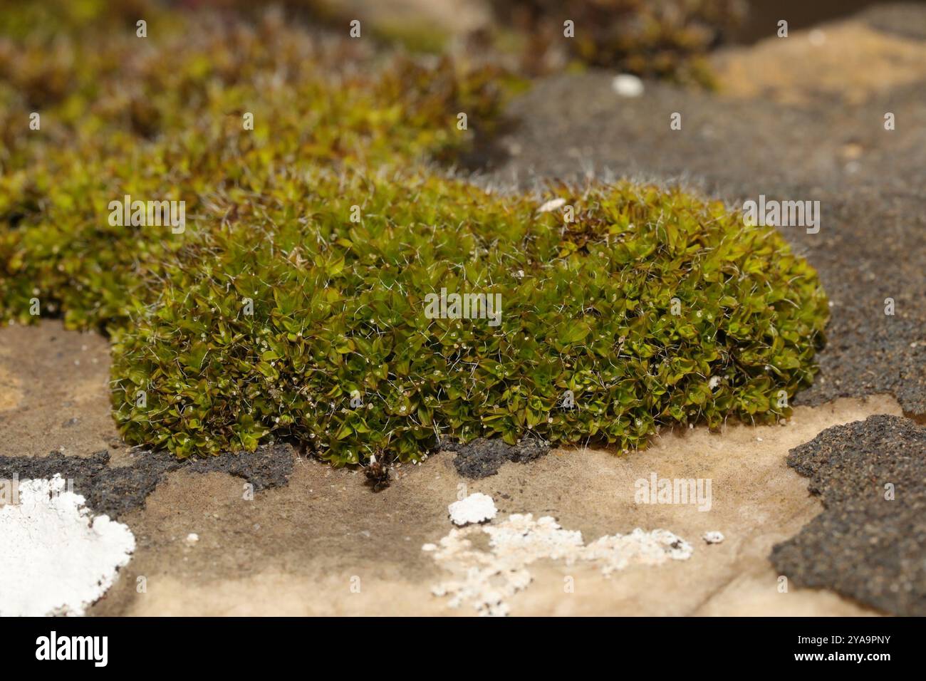 Wall Screw-moss (Tortula muralis) Plantae Stock Photo - Alamy