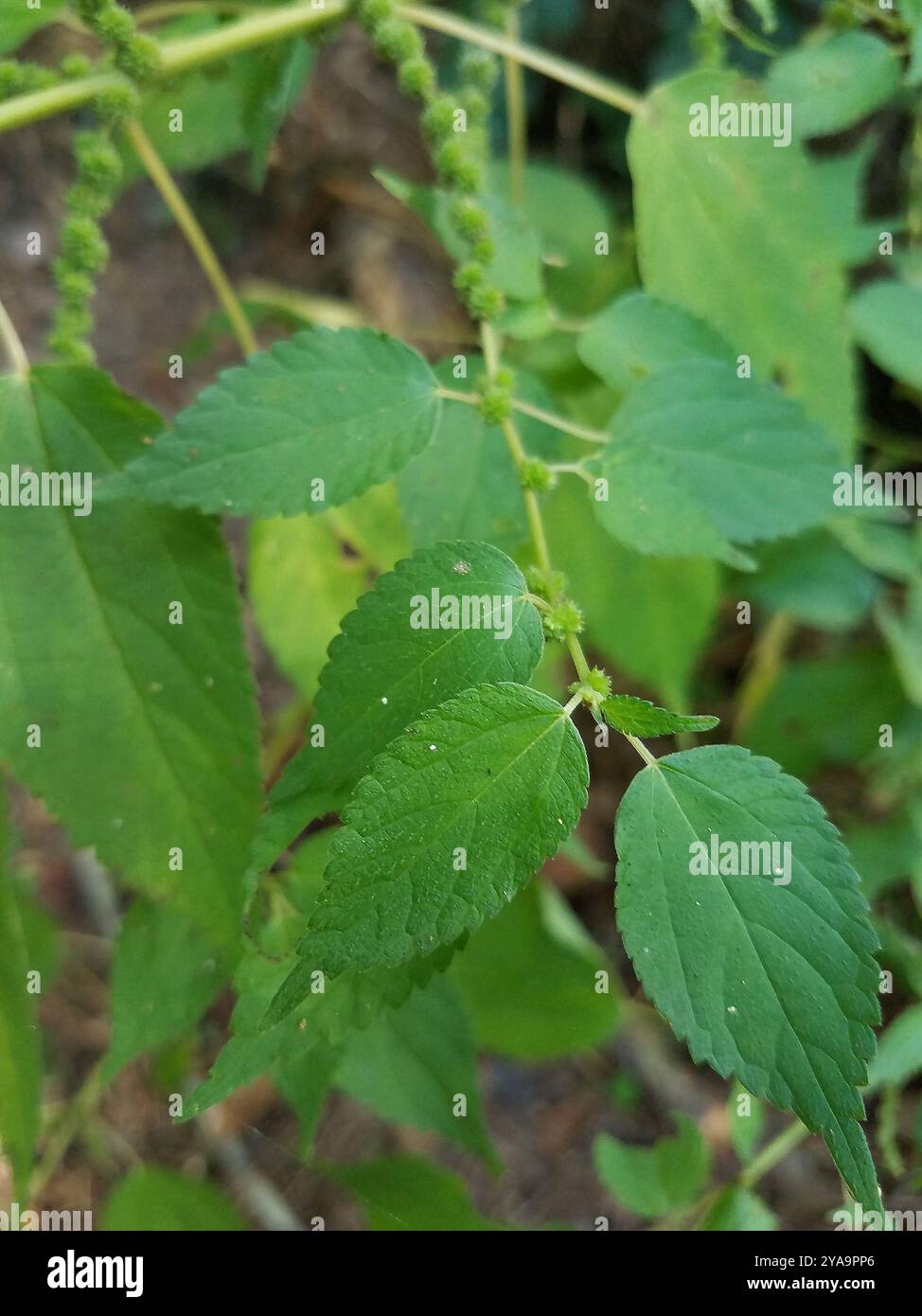 false nettle (Boehmeria cylindrica) Plantae Stock Photo - Alamy