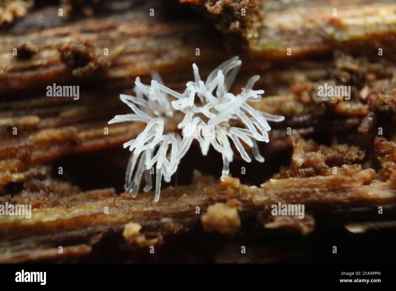 Honeycomb Coral Slime Mold (Ceratiomyxa fruticulosa) Protozoa Stock ...