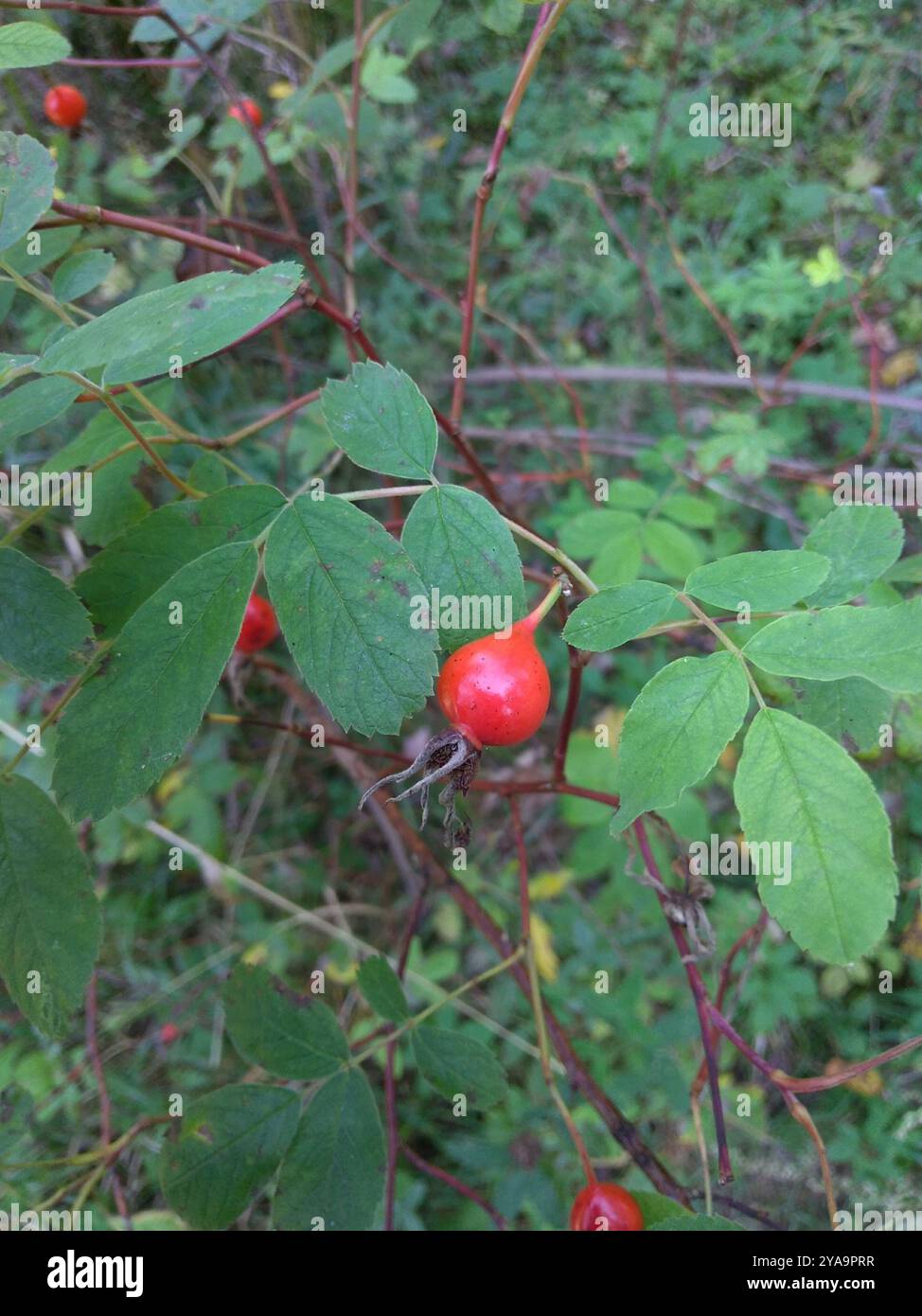 Cinnamon Rose (Rosa majalis) Plantae Stock Photo - Alamy