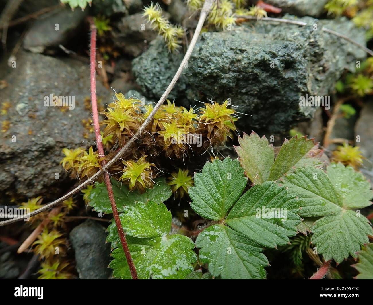 Brown Screw-moss (Syntrichia princeps) Plantae Stock Photo - Alamy