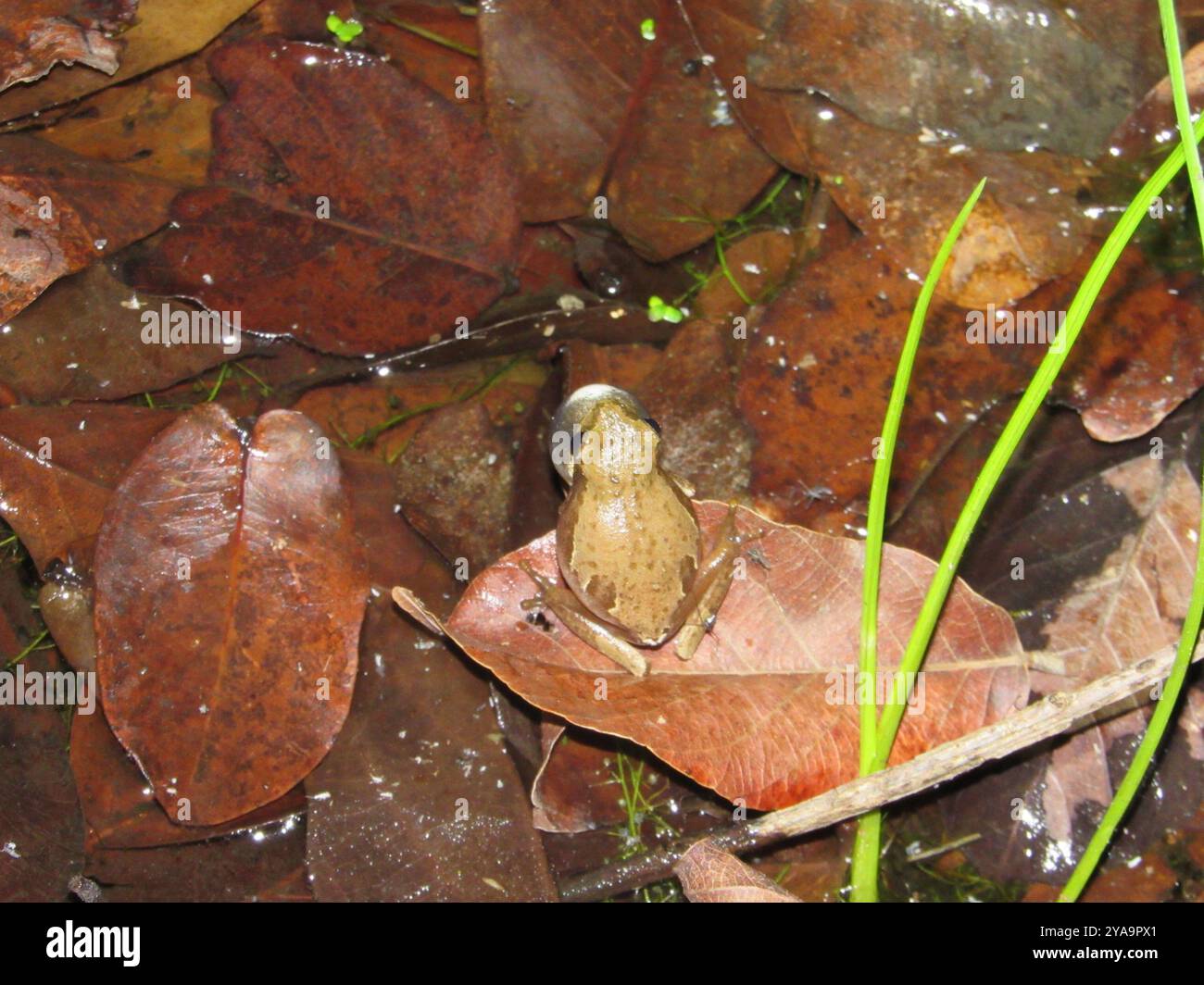 Painted Reed Frog (Hyperolius marmoratus) Amphibia Stock Photo - Alamy