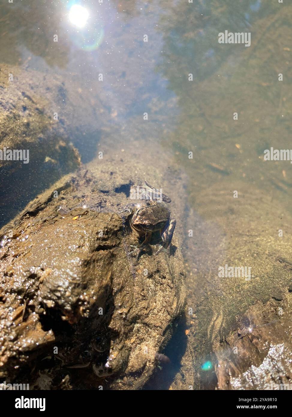 Northern Red-legged Frog (Rana aurora) Amphibia Stock Photo - Alamy