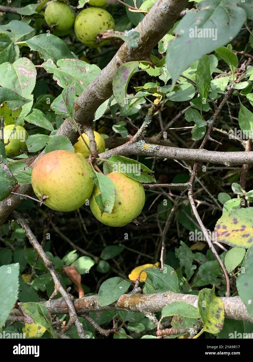 European Wild Apple (Malus sylvestris) Plantae Stock Photo - Alamy