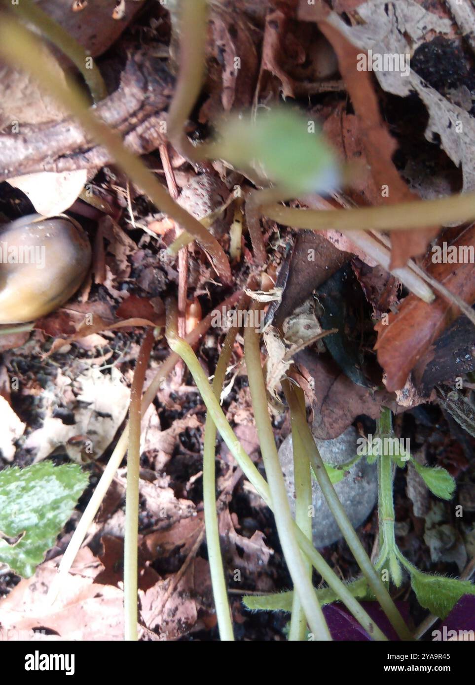 false shamrock (Oxalis triangularis) Plantae Stock Photo - Alamy