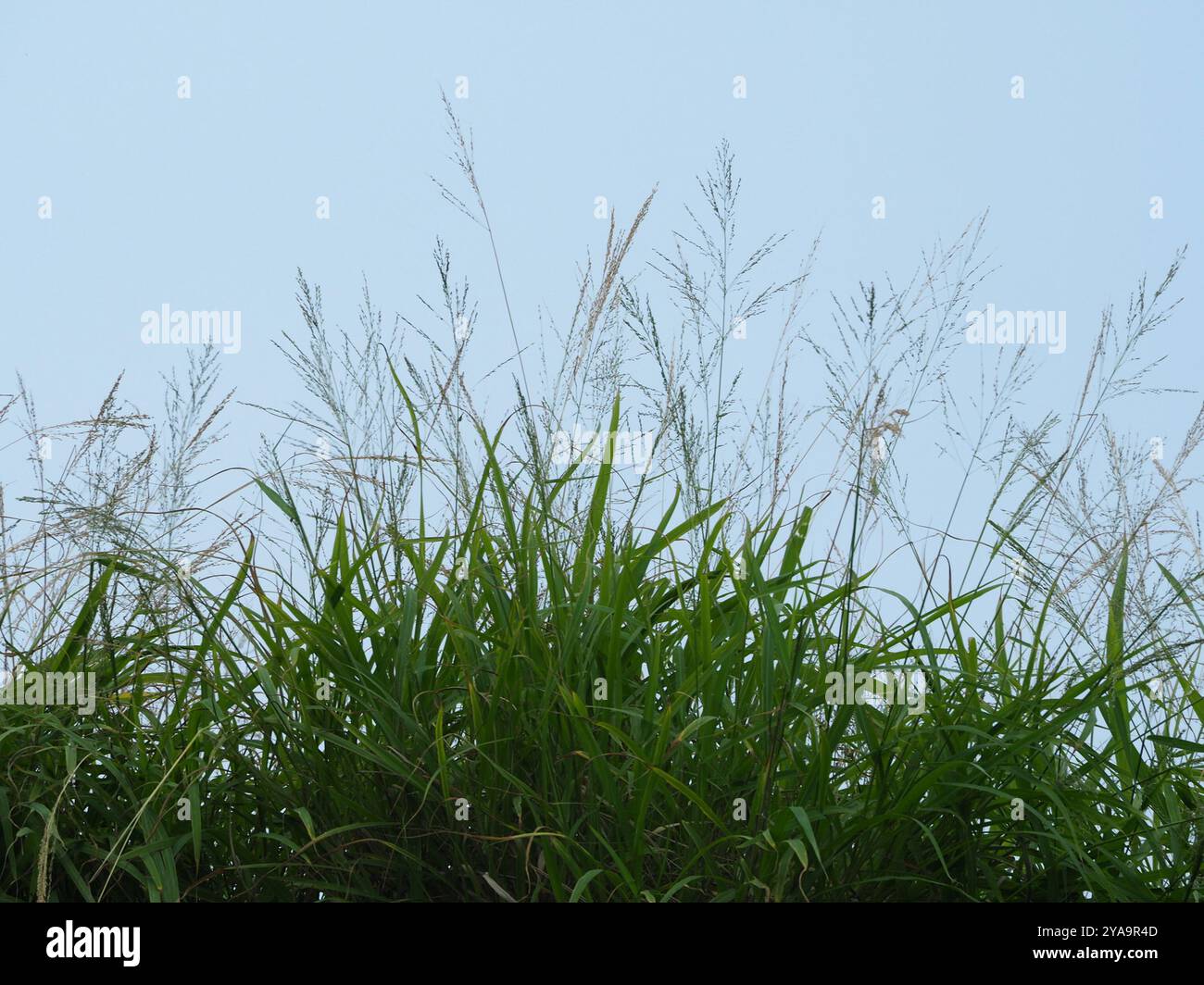 guinea grass (Megathyrsus maximus) Plantae Stock Photo - Alamy