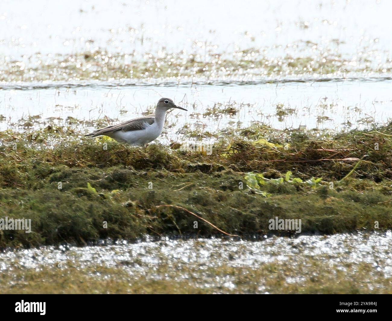 Spotted Sandpiper (Actitis macularius) Aves Stock Photo - Alamy