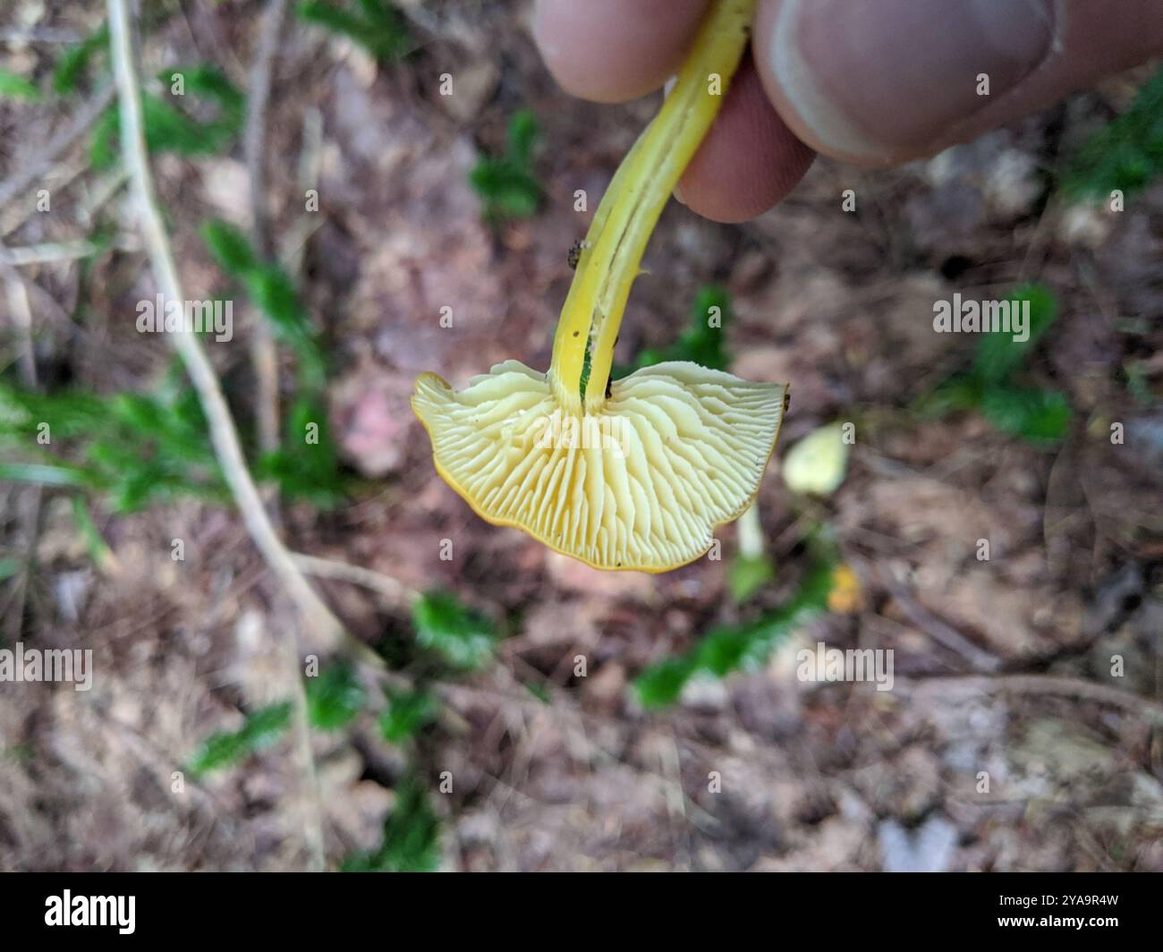 Hygrocybe chlorophana fungi hi-res stock photography and images - Alamy