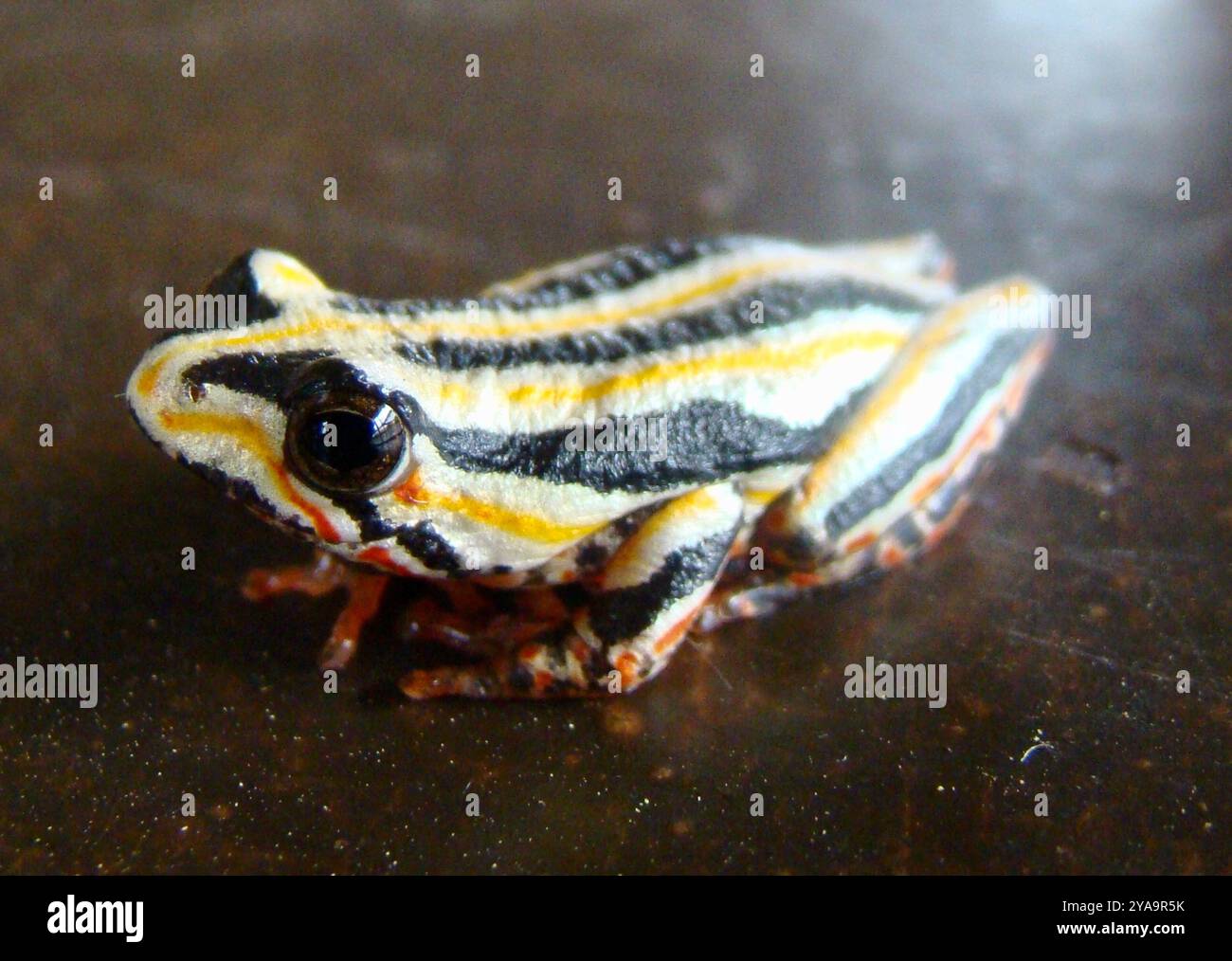 Painted Reed Frog (Hyperolius marmoratus) Amphibia Stock Photo - Alamy