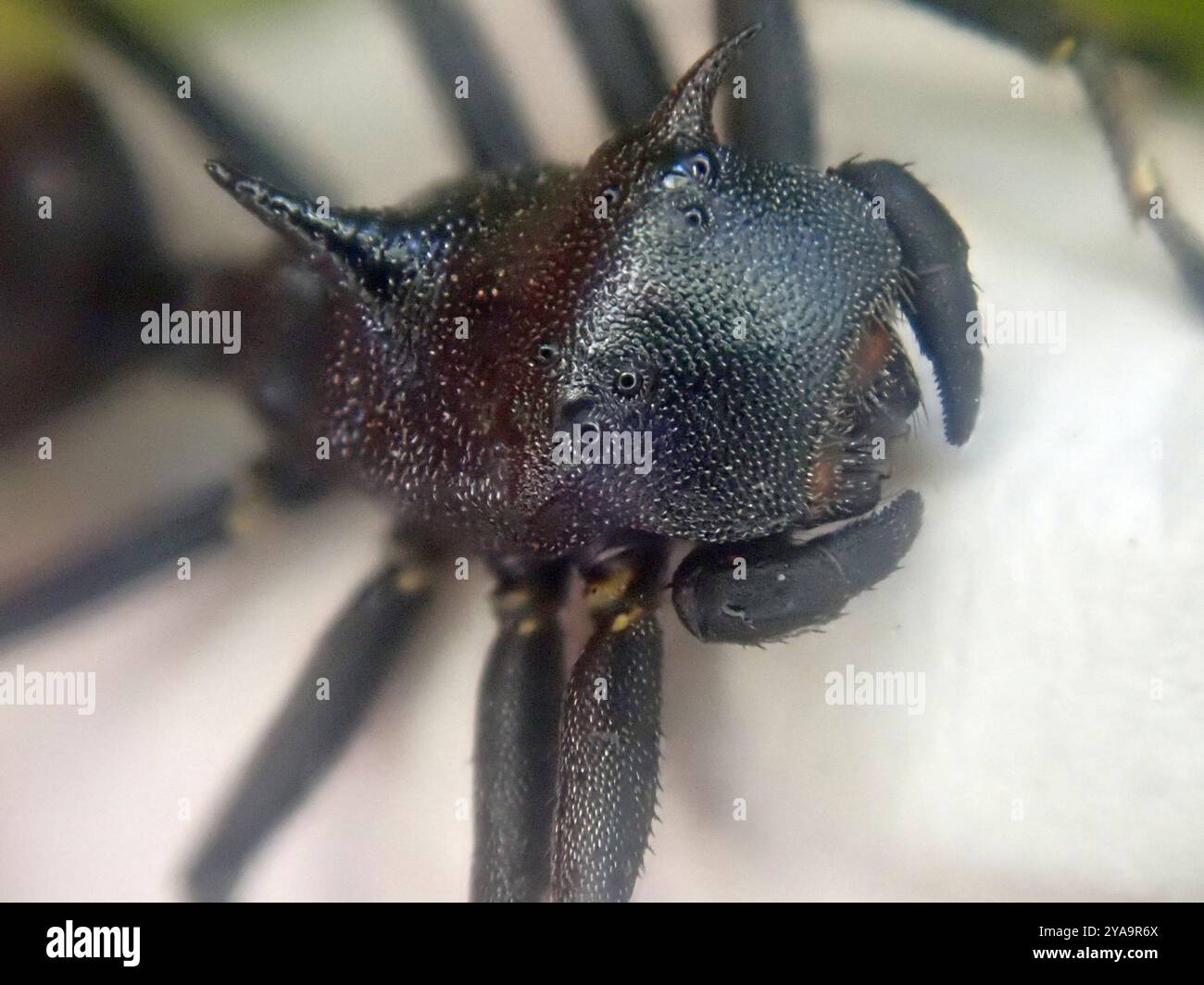 South American Ant-mimicking Crab Spiders (Aphantochilus) Arachnida ...