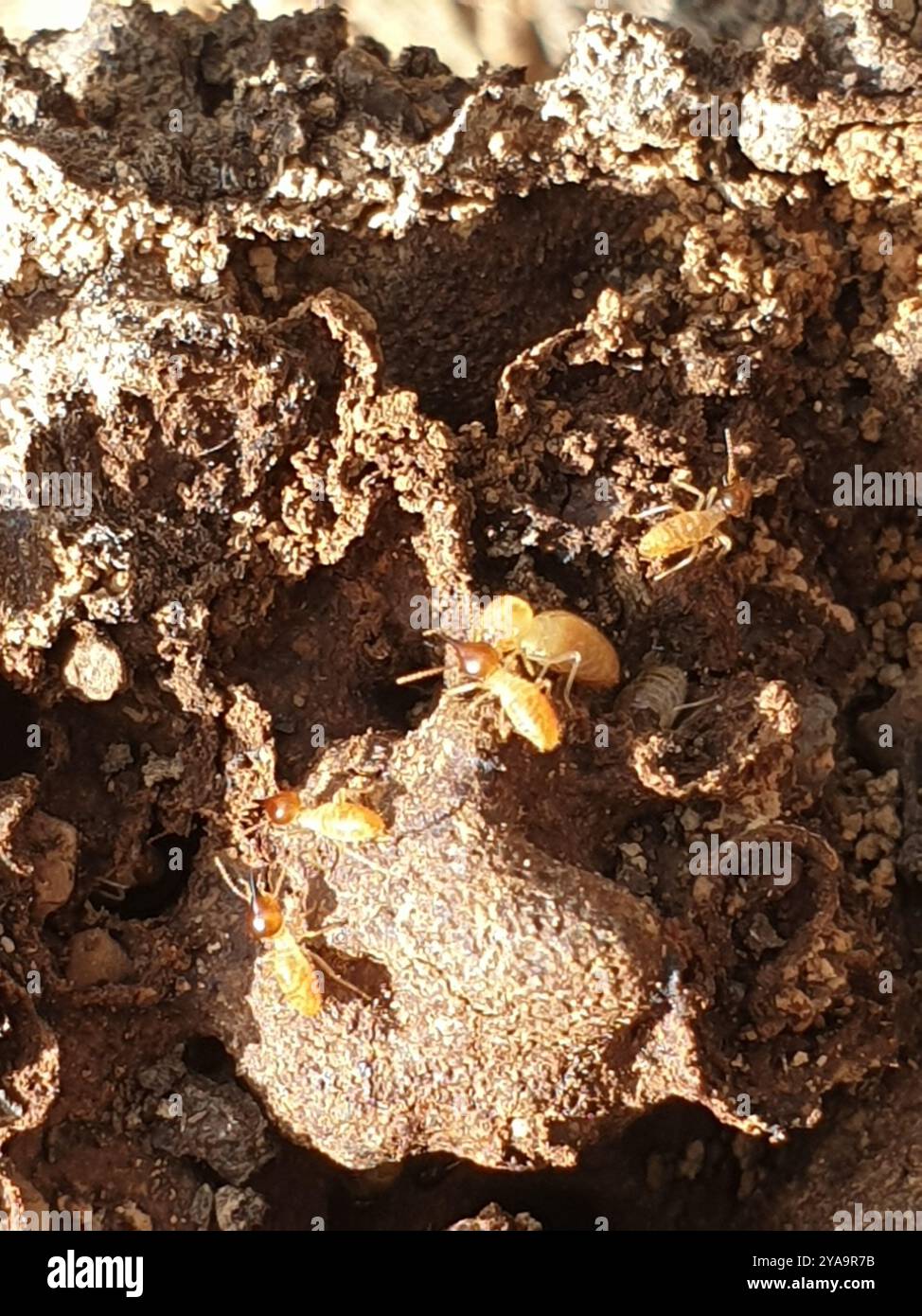 Conehead Termites (Nasutitermes) Insecta Stock Photo - Alamy
