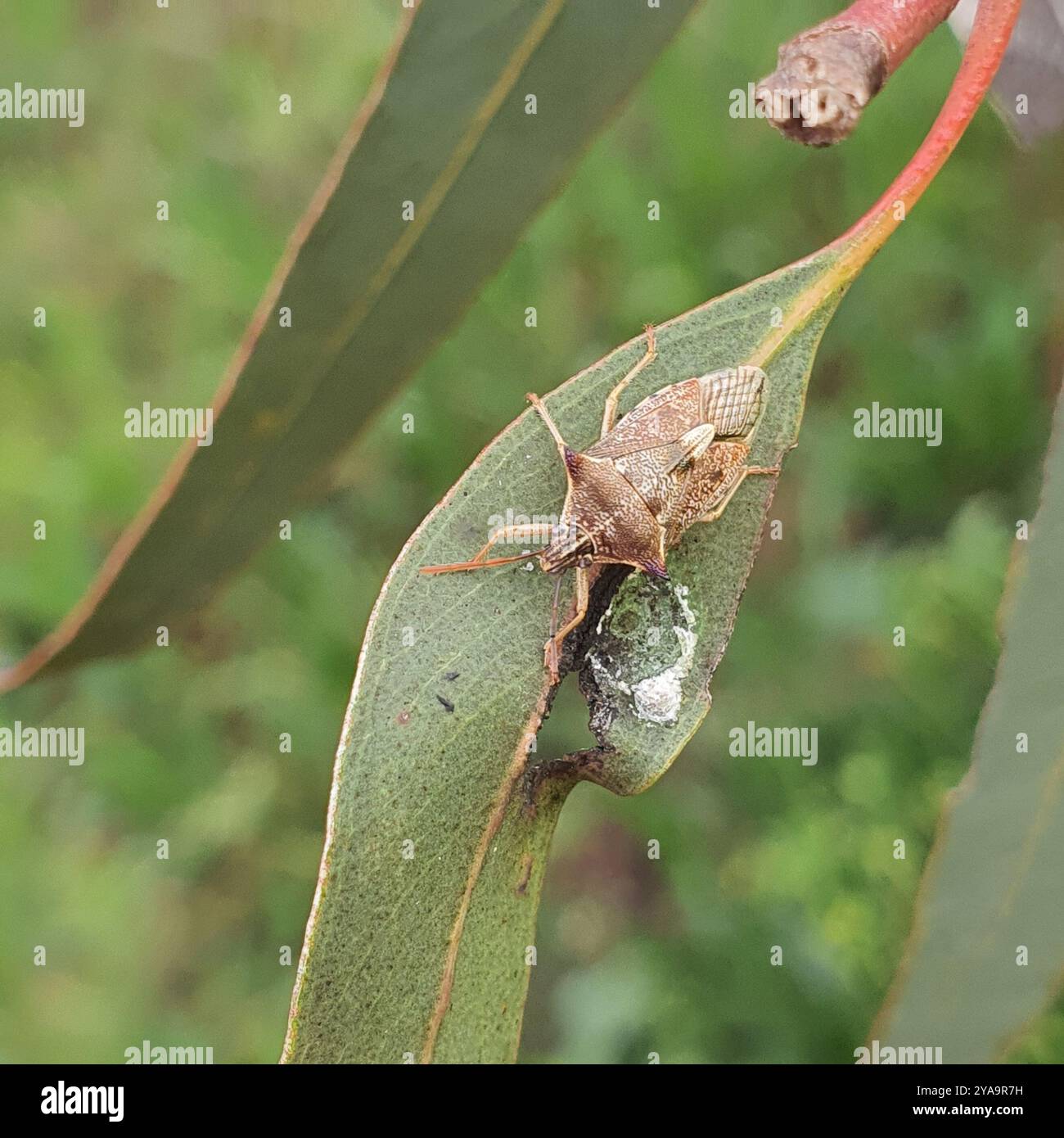 Schellenberg's soldier bug (Oechalia schellenbergii) Insecta Stock ...