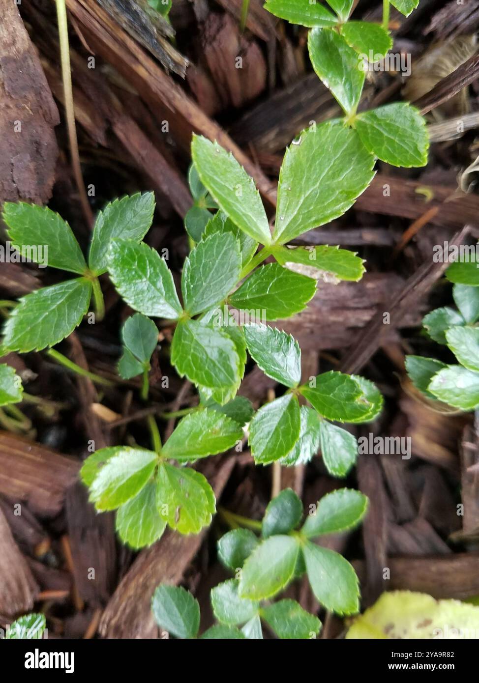 threeleaf goldthread (Coptis trifolia) Plantae Stock Photo - Alamy