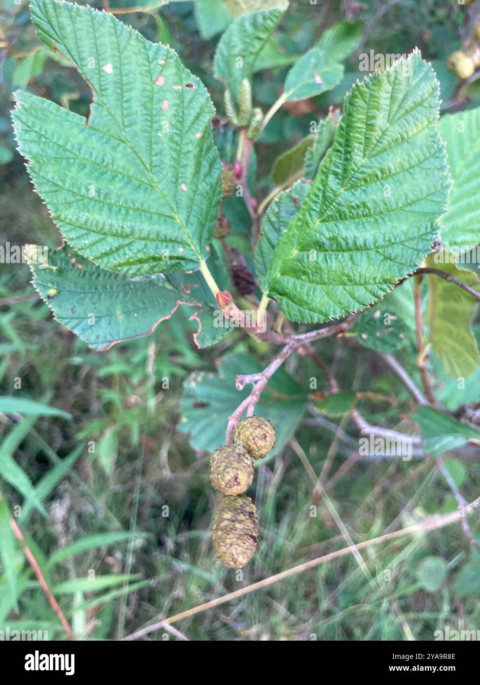 green alder (Alnus alnobetula) Plantae Stock Photo - Alamy