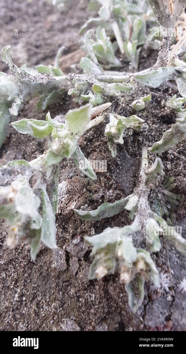 western marsh cudweed (Gnaphalium palustre) Plantae Stock Photo - Alamy