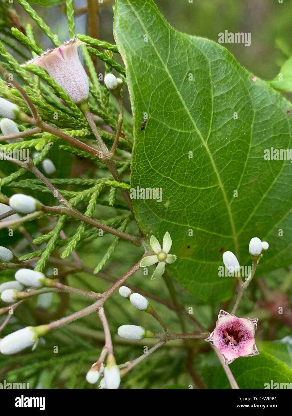 skunk vine (Paederia foetida) Plantae Stock Photo - Alamy