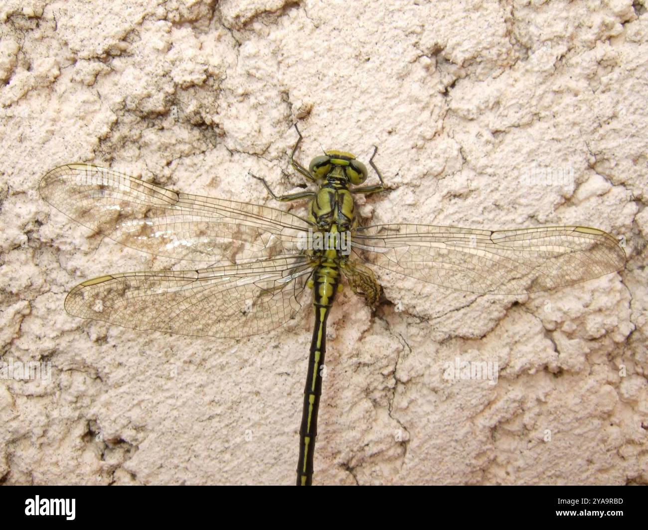 Gomphus insecta hi-res stock photography and images - Alamy
