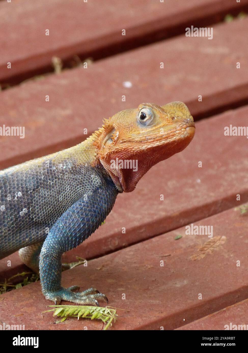 Kenyan Rock Agama (Agama lionotus) Reptilia Stock Photo - Alamy