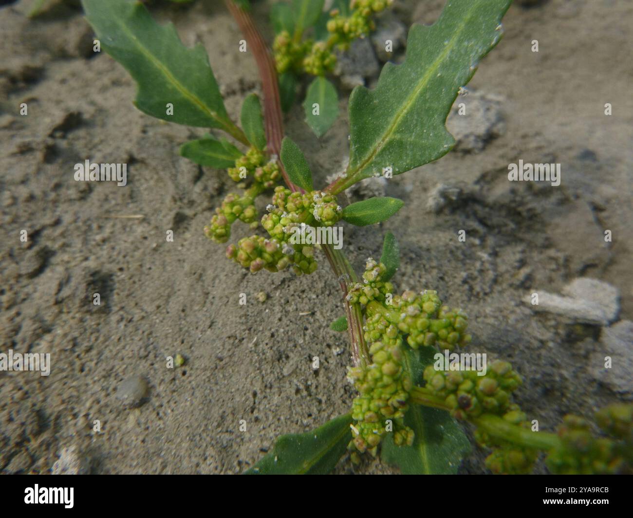 oak-leaved goosefoot (Oxybasis glauca) Plantae Stock Photo - Alamy