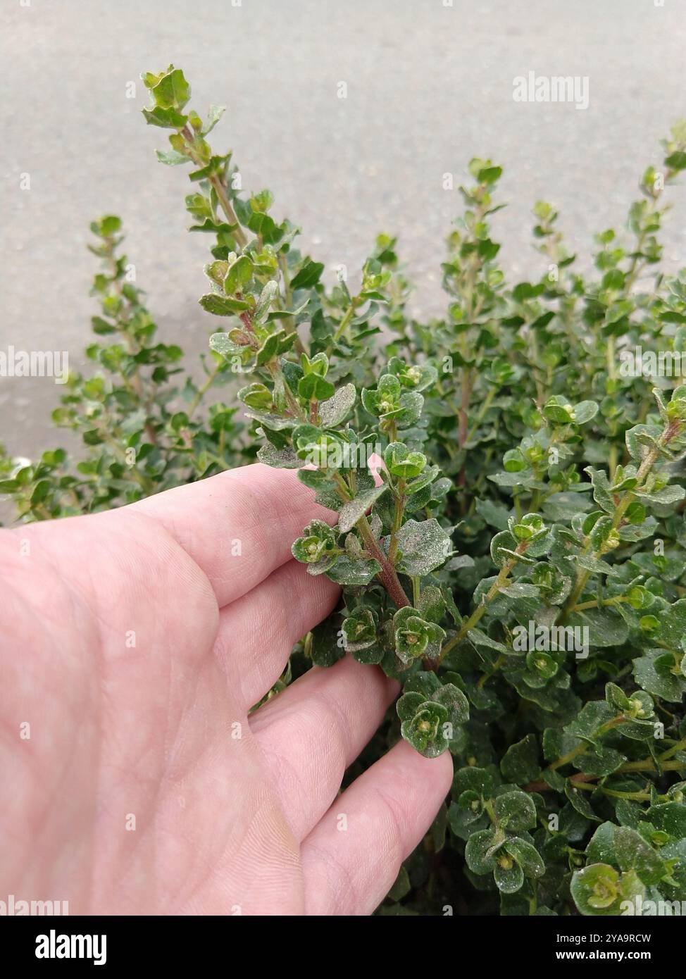 Chaparral Coyote Brush (Baccharis pilularis consanguinea) Plantae Stock ...