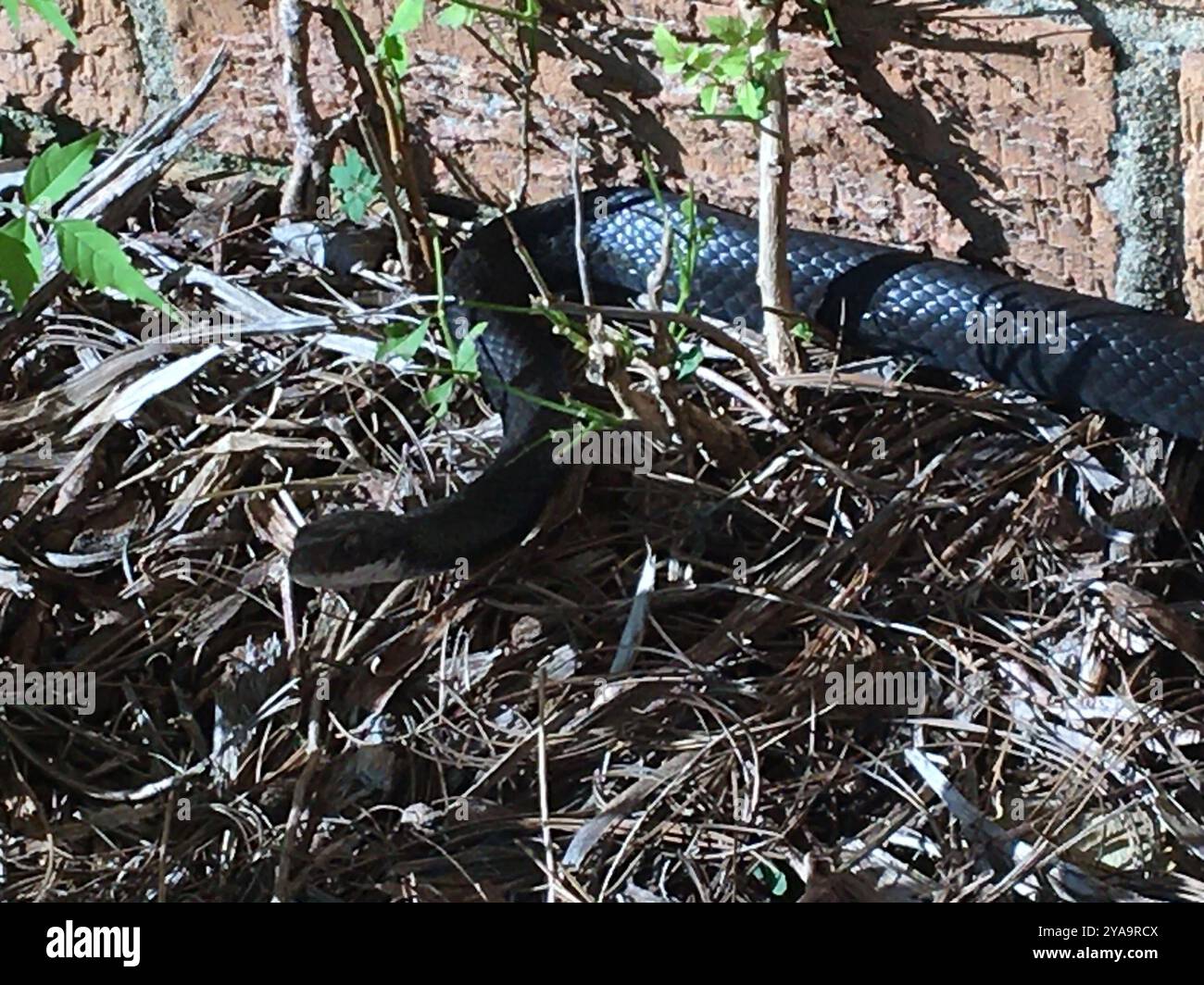 Southern Black Racer (Coluber constrictor priapus) Reptilia Stock Photo ...