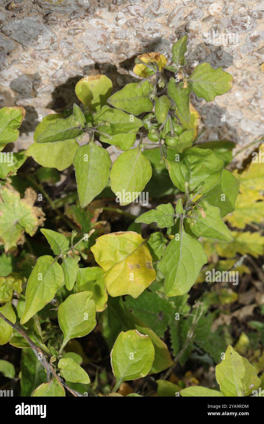 black nightshade (Solanum nigrum) Plantae Stock Photo - Alamy