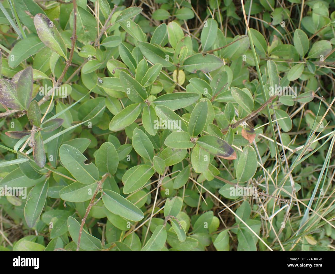 Common Privet (Ligustrum vulgare) Plantae Stock Photo - Alamy
