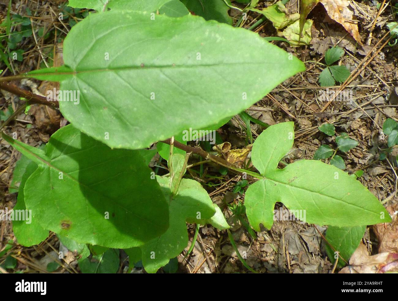 tall rattlesnake root (Nabalus altissimus) Plantae Stock Photo - Alamy