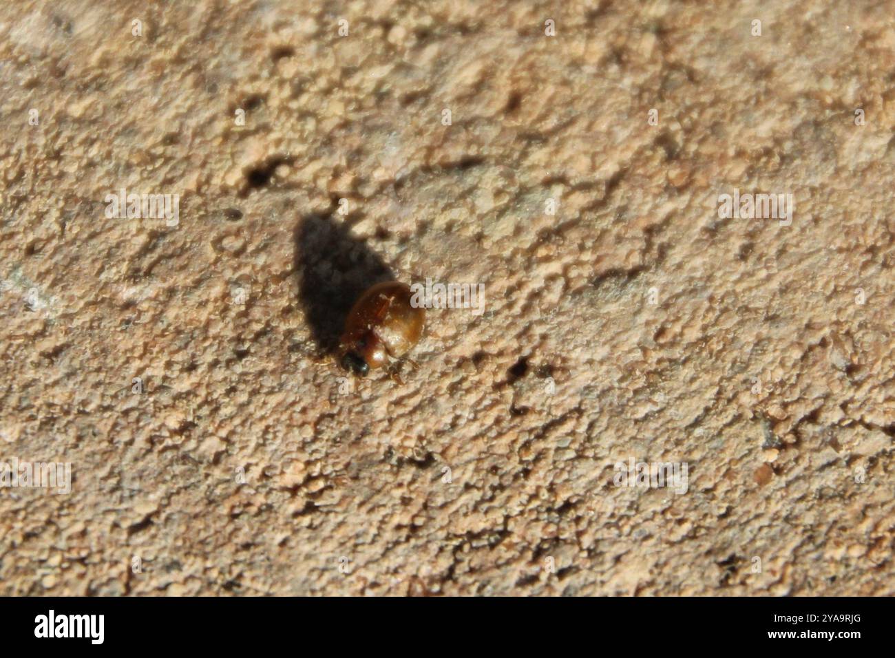 Cynegetis impunctata hi-res stock photography and images - Alamy