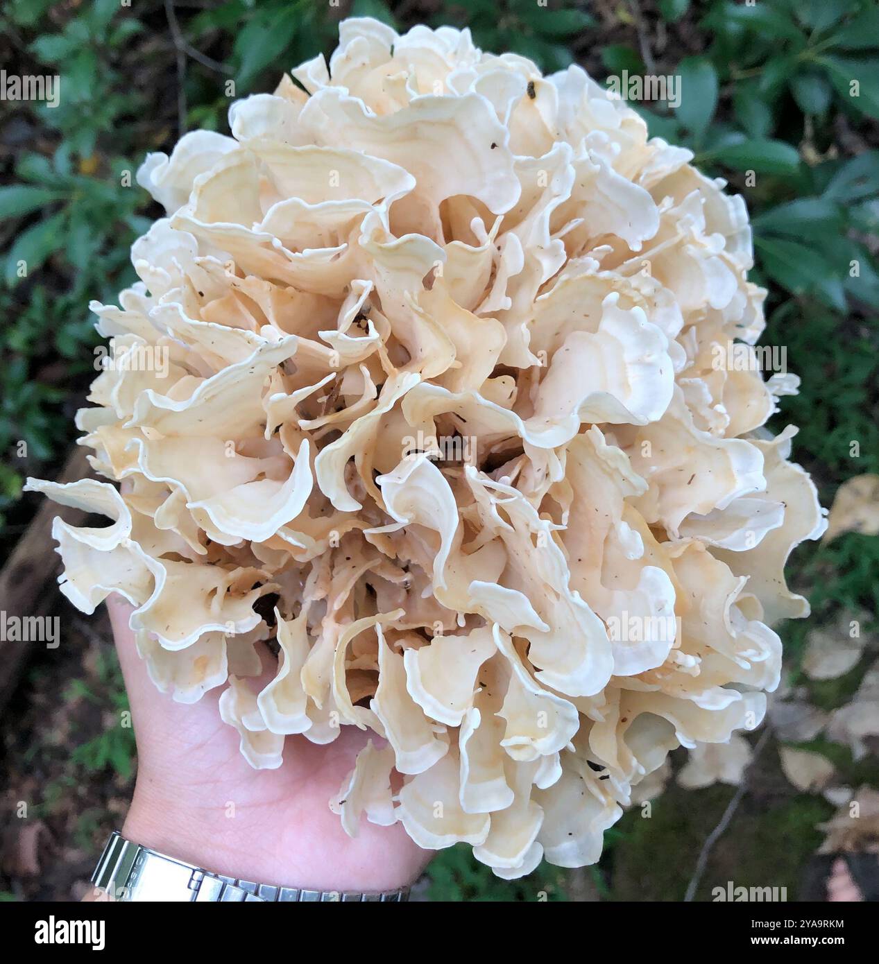 Eastern cauliflower mushroom (Sparassis spathulata) Fungi Stock Photo ...