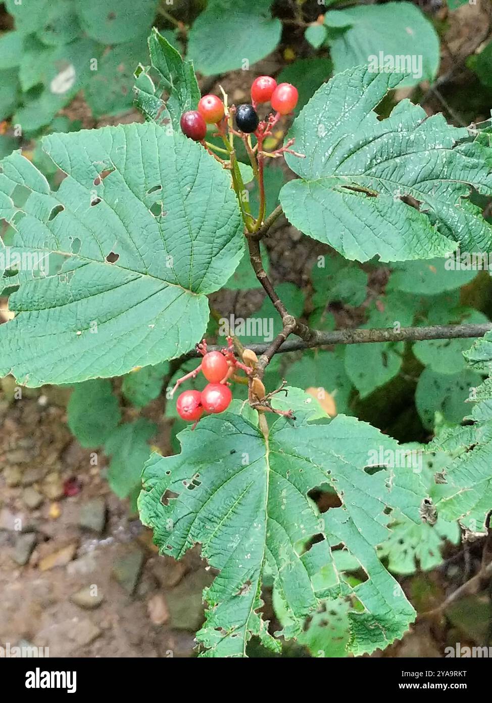 hobblebush (Viburnum lantanoides) Plantae Stock Photo - Alamy