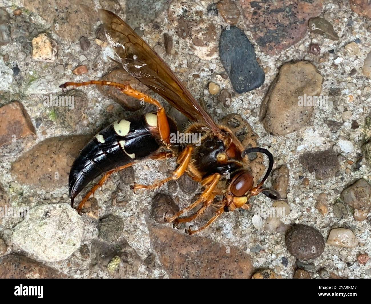 Eastern Cicada-killer Wasp (Sphecius speciosus) Insecta Stock Photo - Alamy