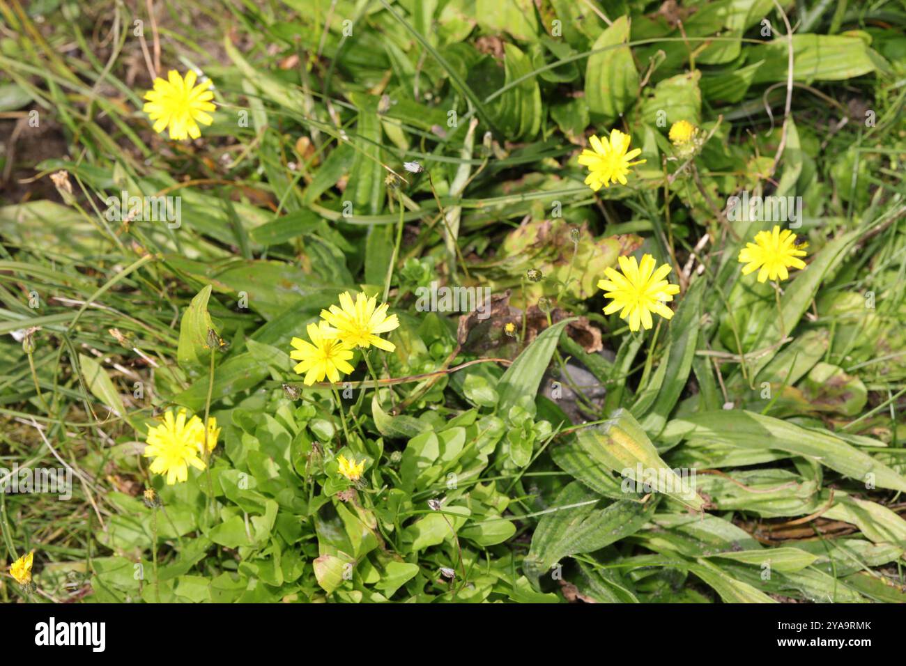 Autumn Hawkbit (Scorzoneroides autumnalis) Plantae Stock Photo - Alamy
