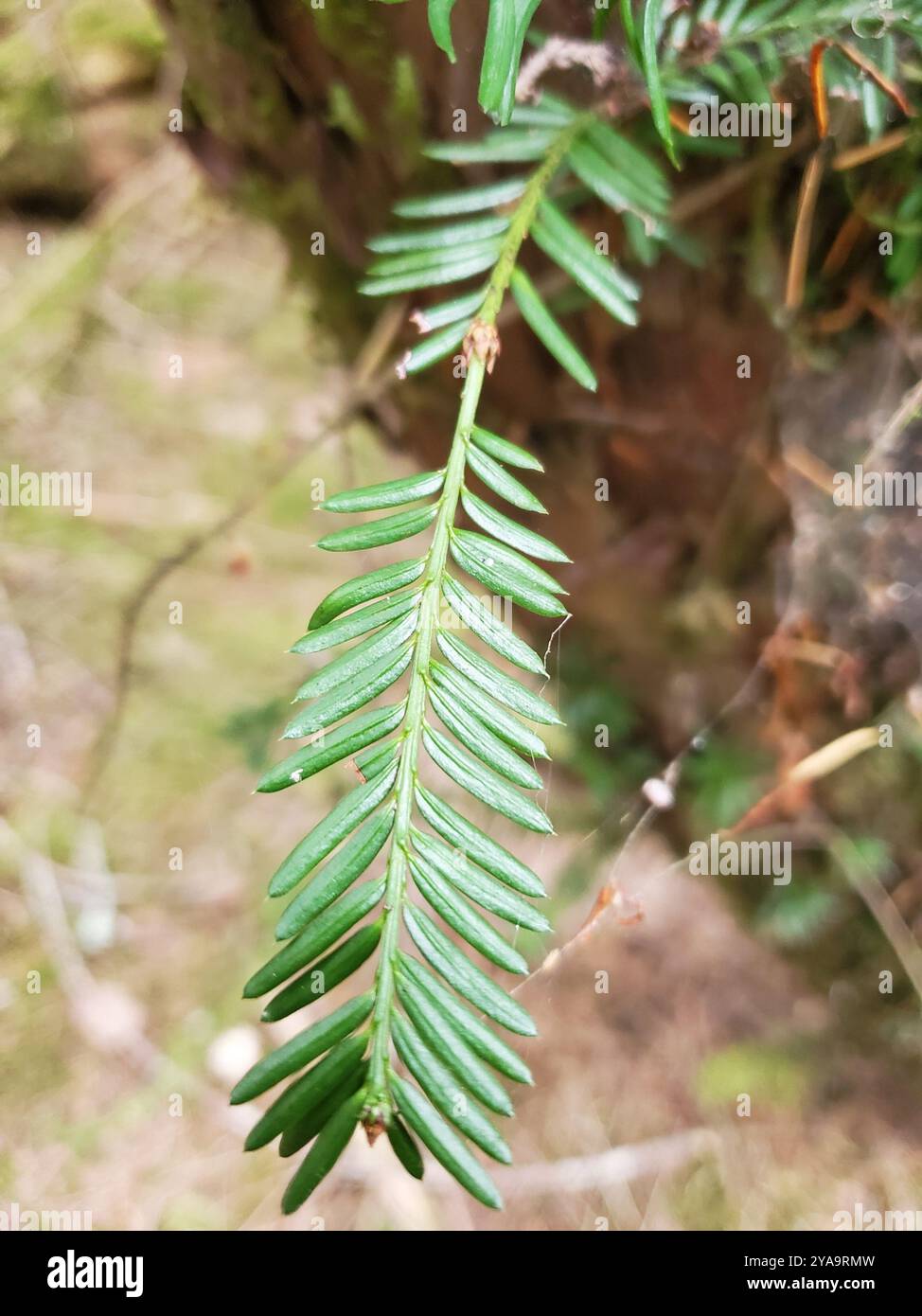 Pacific yew (Taxus brevifolia) Plantae Stock Photo - Alamy