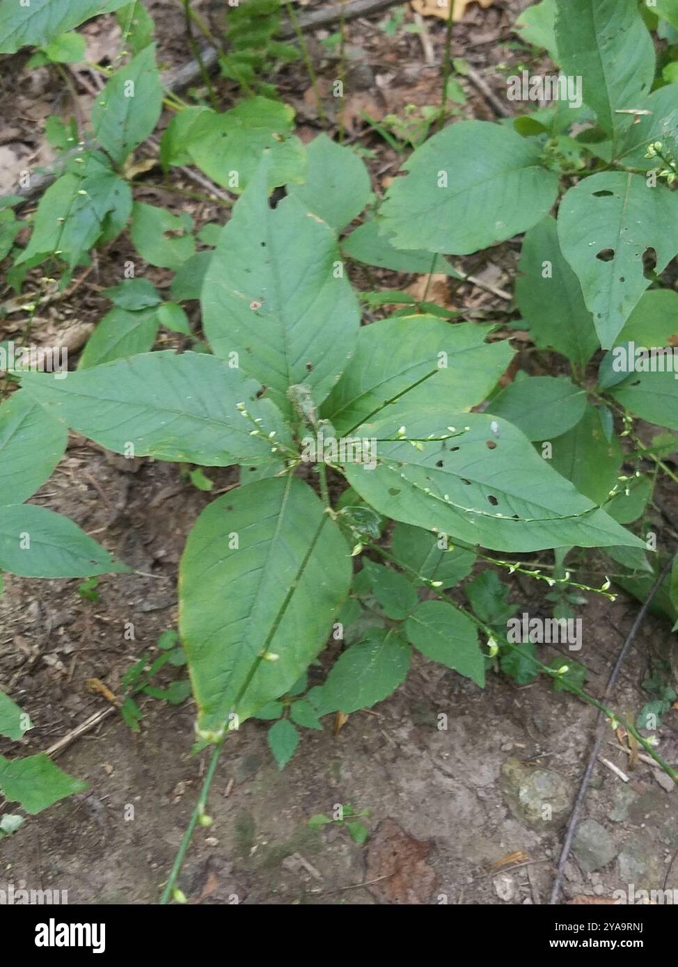 American jumpseed (Persicaria virginiana) Plantae Stock Photo - Alamy