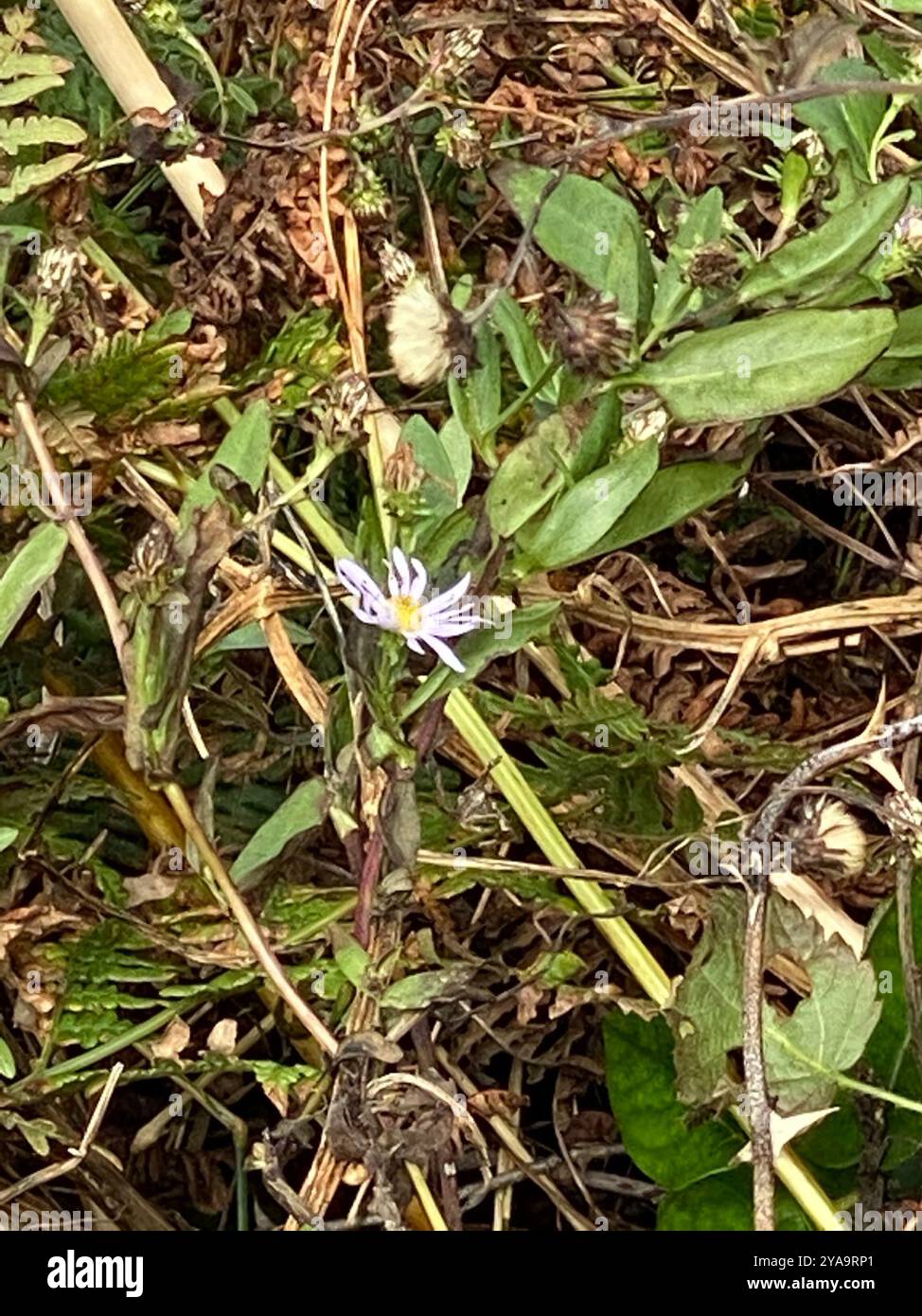 Pacific Aster (Symphyotrichum chilense) Plantae Stock Photo - Alamy