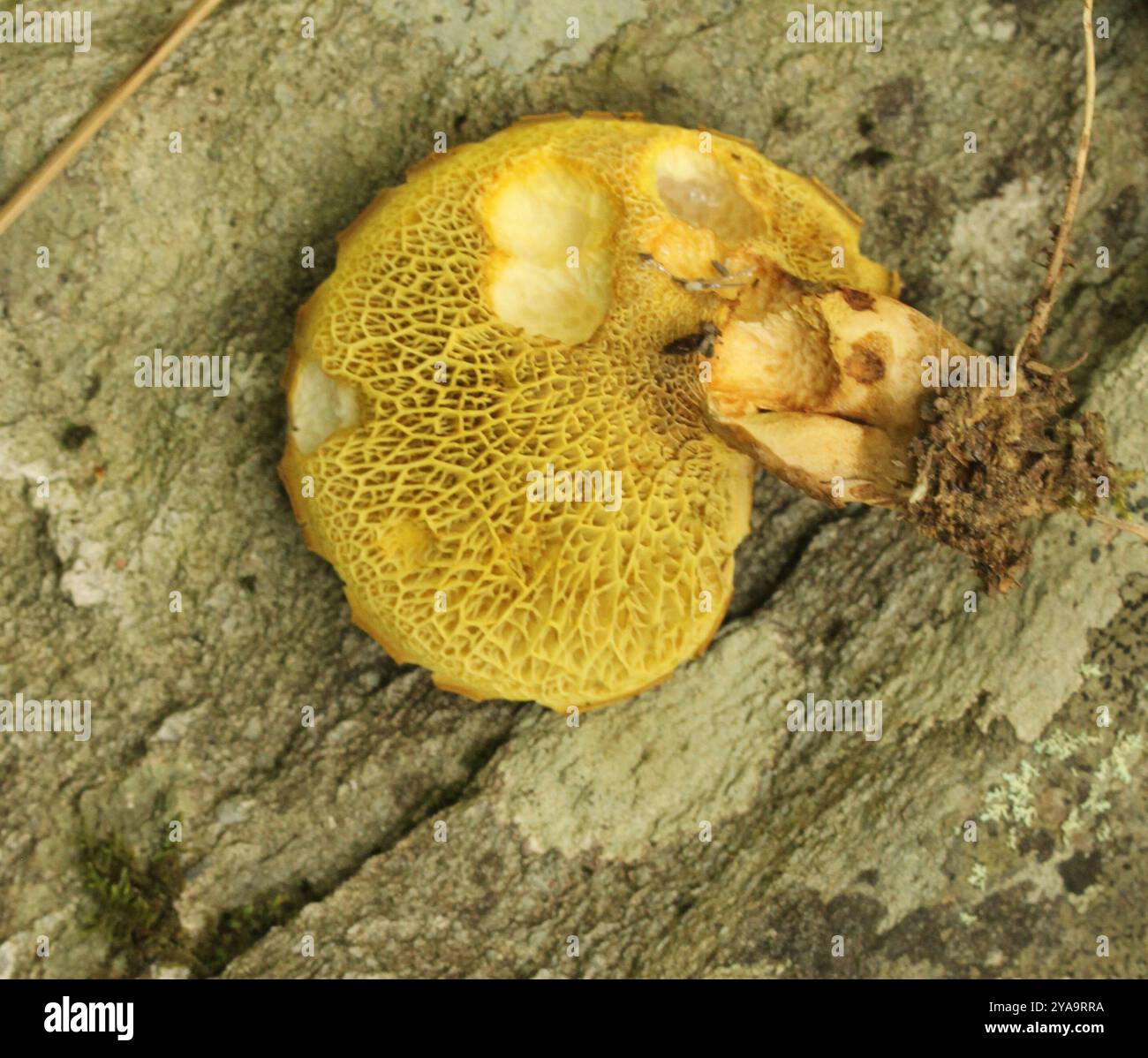 ash-tree bolete (Boletinellus merulioides) Fungi Stock Photo - Alamy