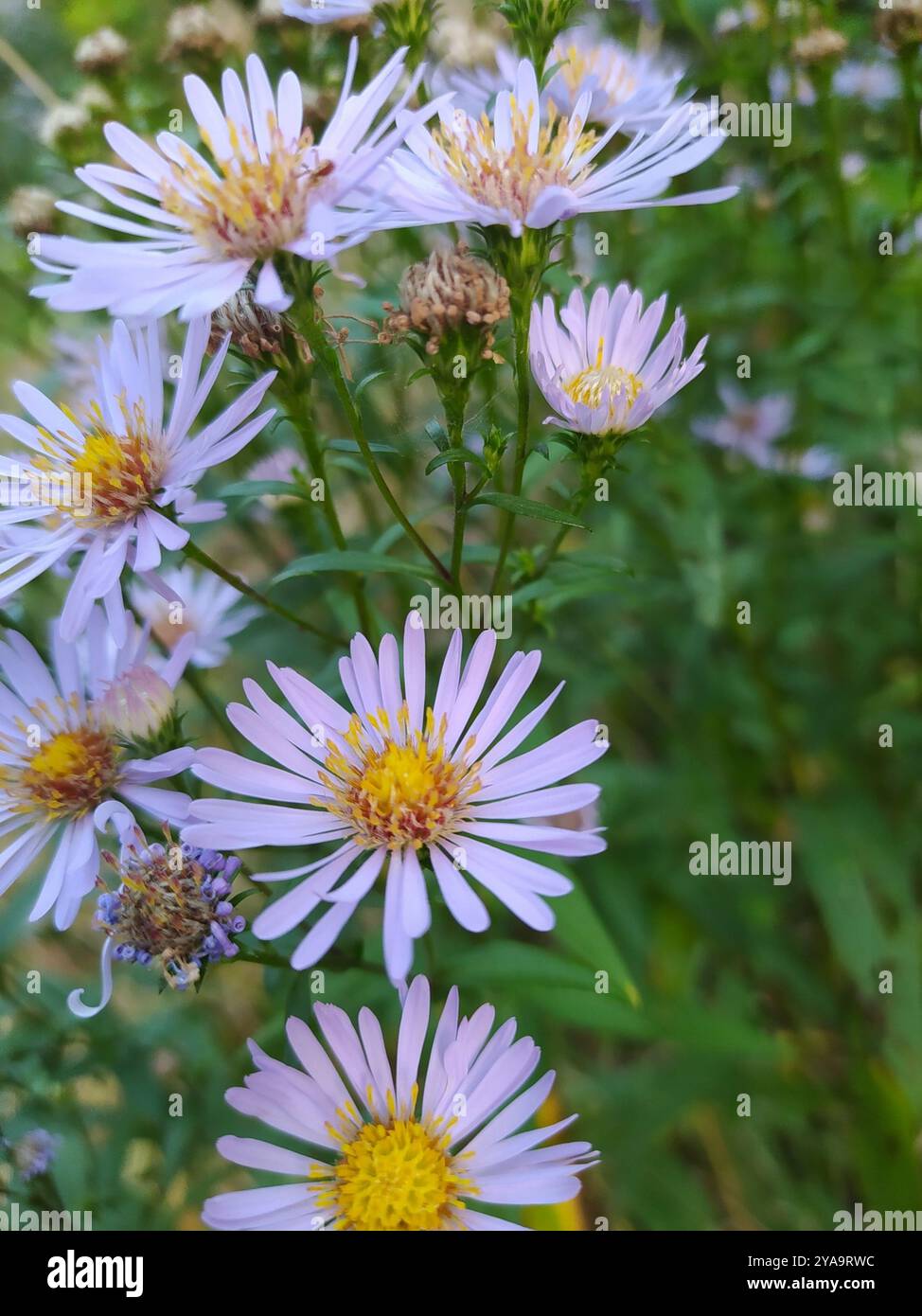 New York aster (Symphyotrichum novi-belgii) Plantae Stock Photo - Alamy