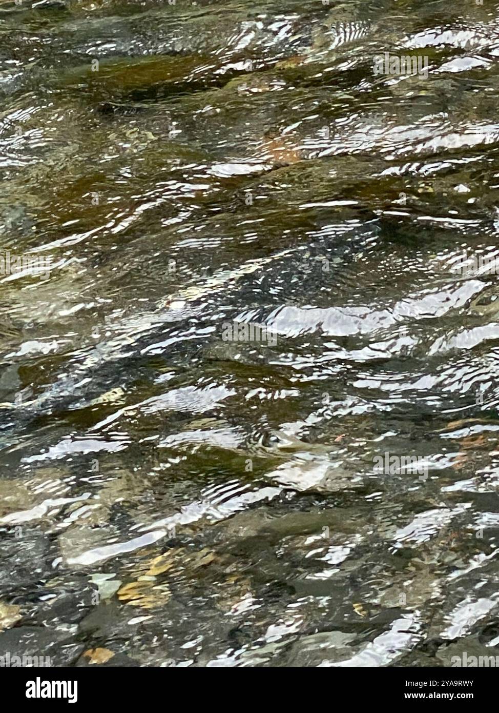 Pacific Salmons and Trouts (Oncorhynchus) Actinopterygii Stock Photo ...