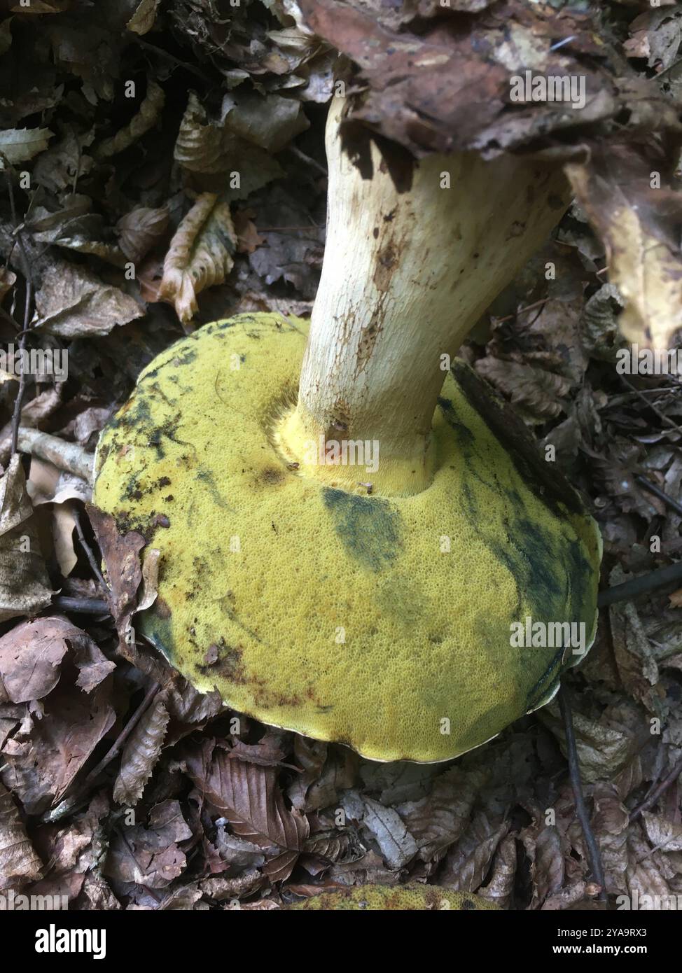 Rooting Bolete (Caloboletus radicans) Fungi Stock Photo - Alamy
