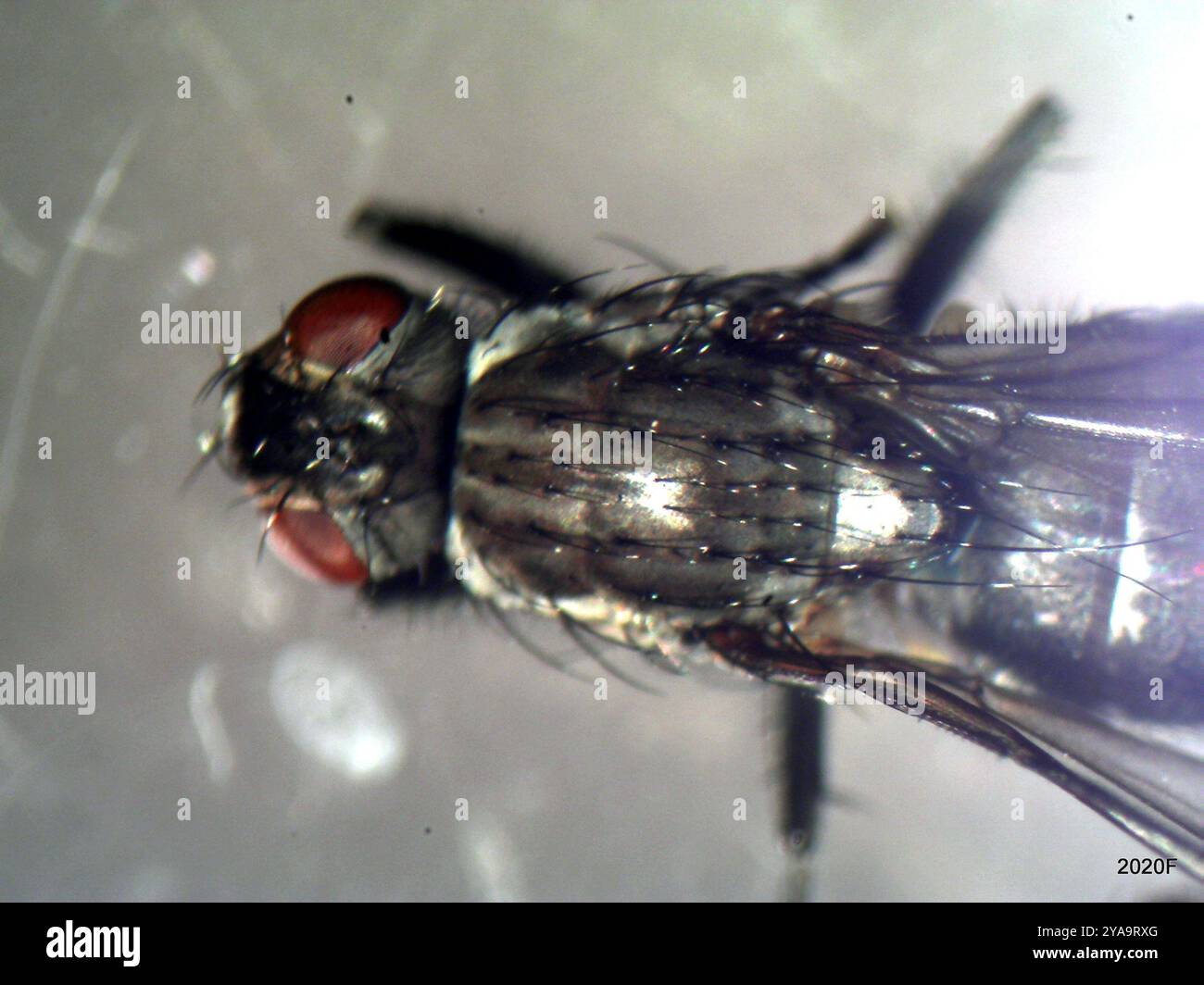 Root-maggot Flies (Anthomyiidae) Insecta Stock Photo - Alamy