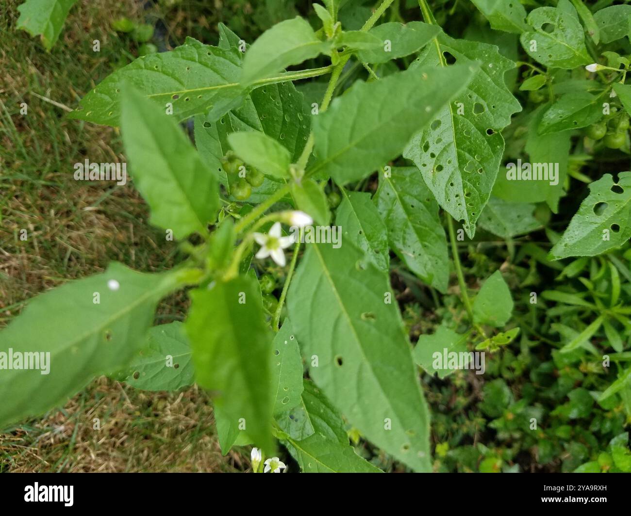 eastern black nightshade (Solanum emulans) Plantae Stock Photo - Alamy