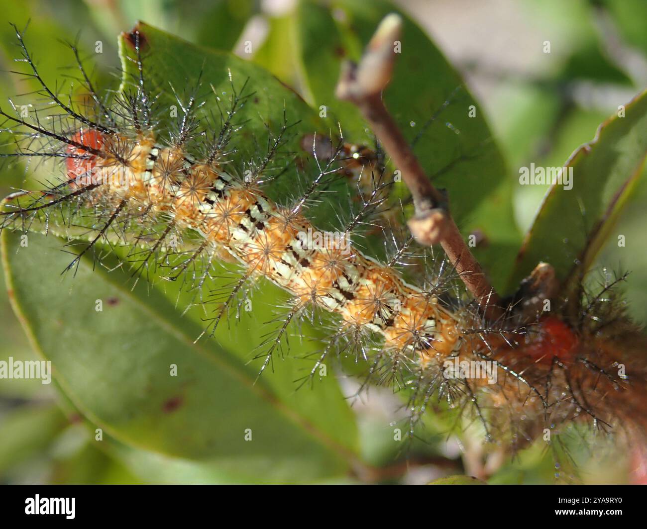 Underwing, Tiger, Tussock, and Allied Moths (Erebidae) Insecta Stock ...