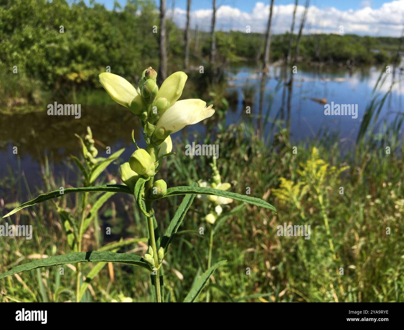 white turtlehead (Chelone glabra) Plantae Stock Photo - Alamy