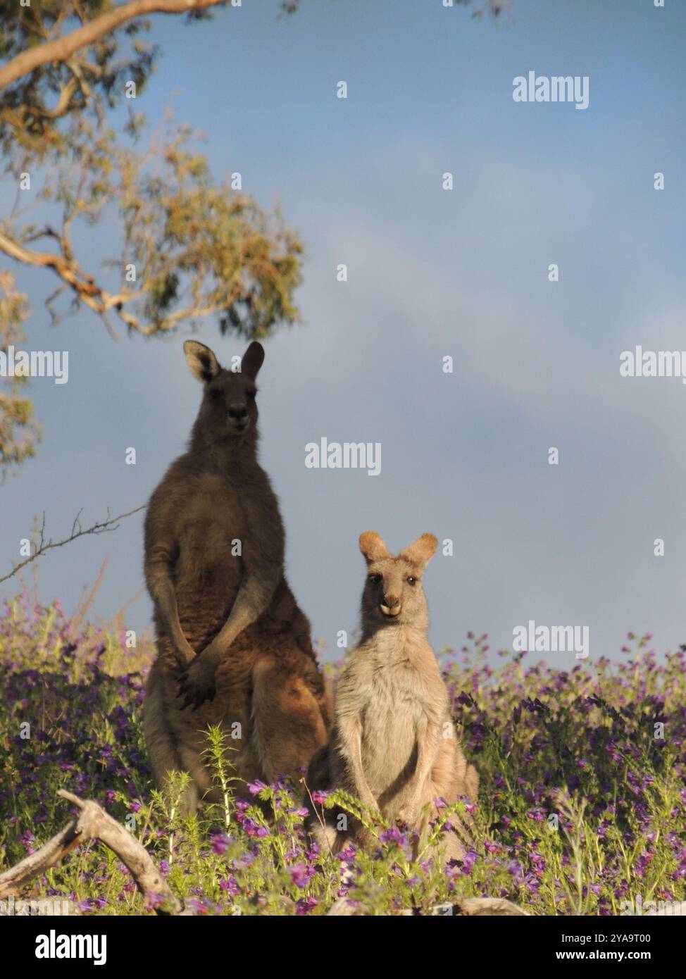 Eastern Grey Kangaroo (Macropus giganteus) Mammalia Stock Photo - Alamy