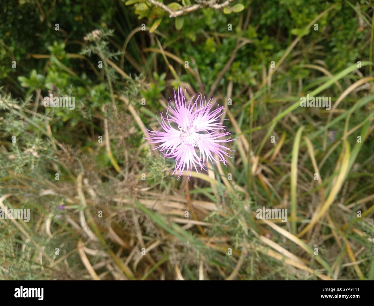 Fringed Pink (Dianthus hyssopifolius) Plantae Stock Photo - Alamy
