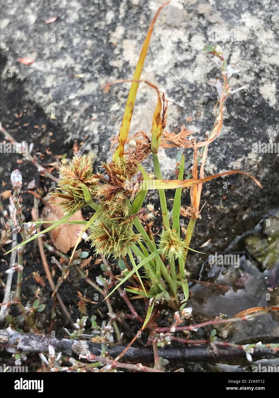 Bearded Flatsedge (Cyperus squarrosus) Plantae Stock Photo - Alamy