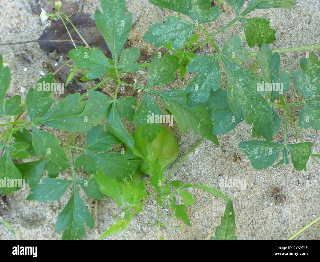 Lesser Balloon Vine (Cardiospermum halicacabum) Plantae Stock Photo - Alamy