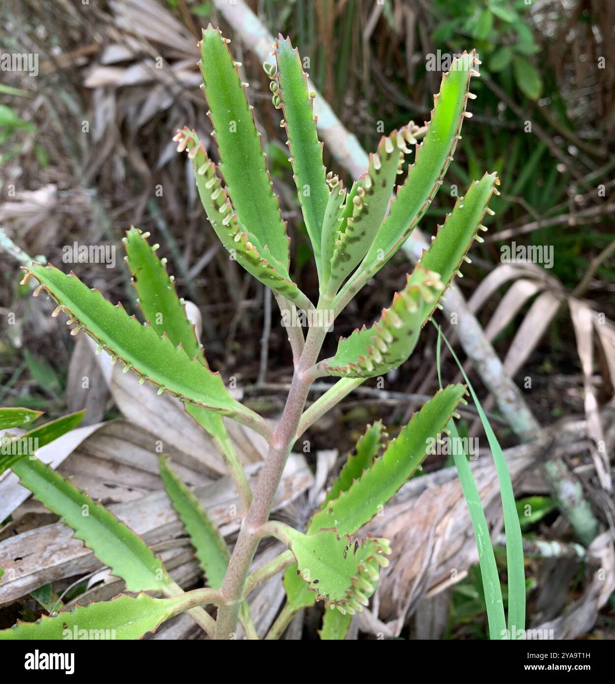 Alligator plant (Kalanchoe × houghtonii) Plantae Stock Photo - Alamy