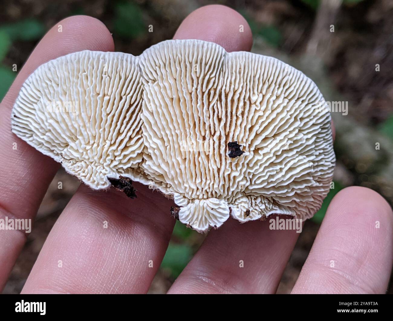 Oak mazegill (Fomitopsis quercina) Fungi Stock Photo - Alamy